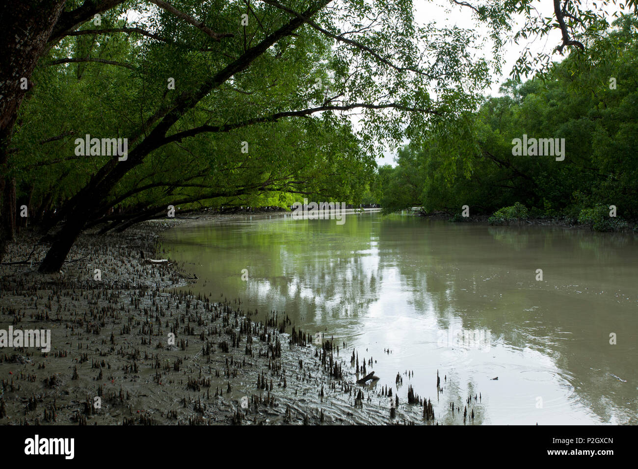 The Sundarbans, a UNESCO World Heritage Site and a wildlife sanctuary ...