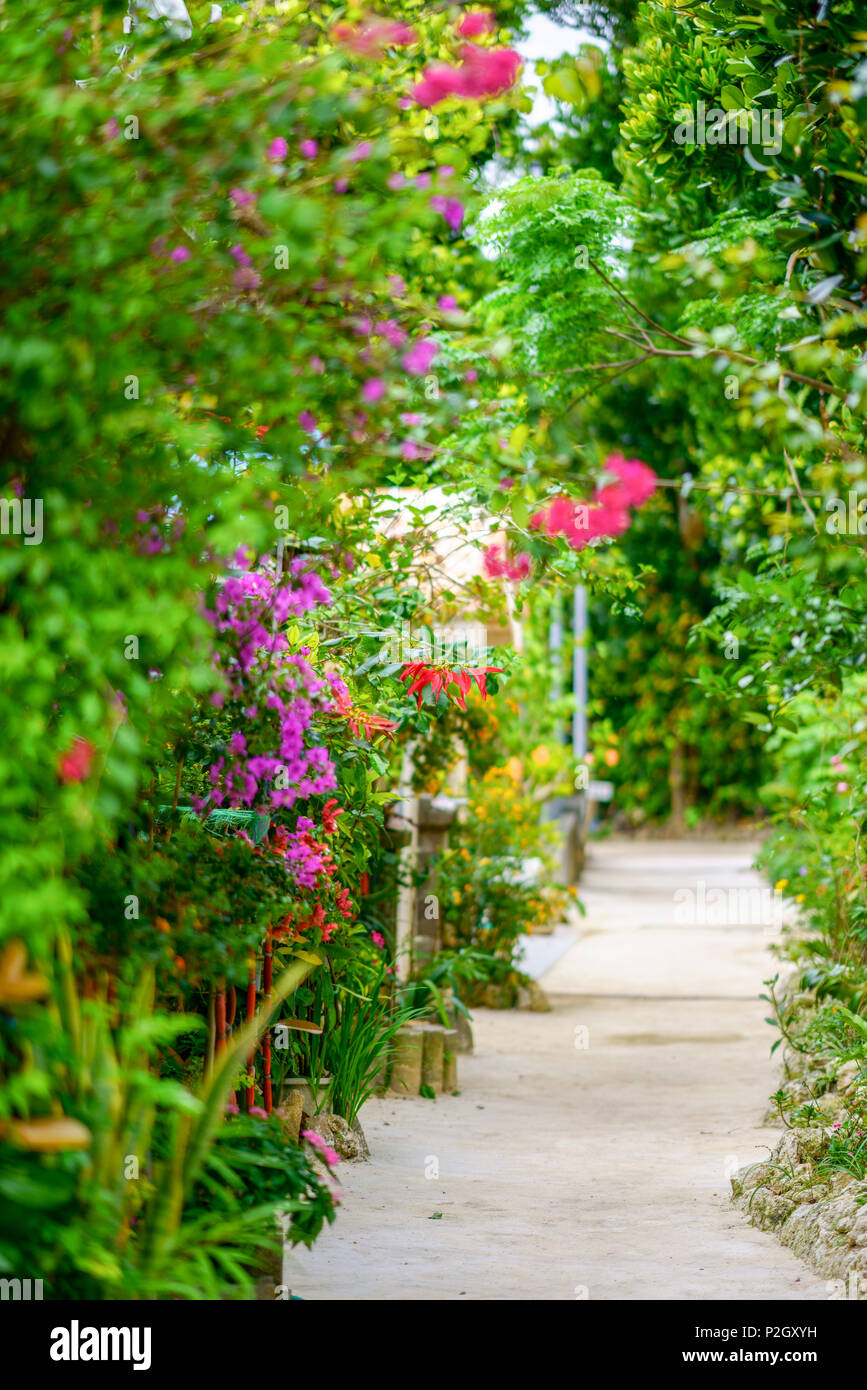 Garcinia trees hi-res stock photography and images - Alamy