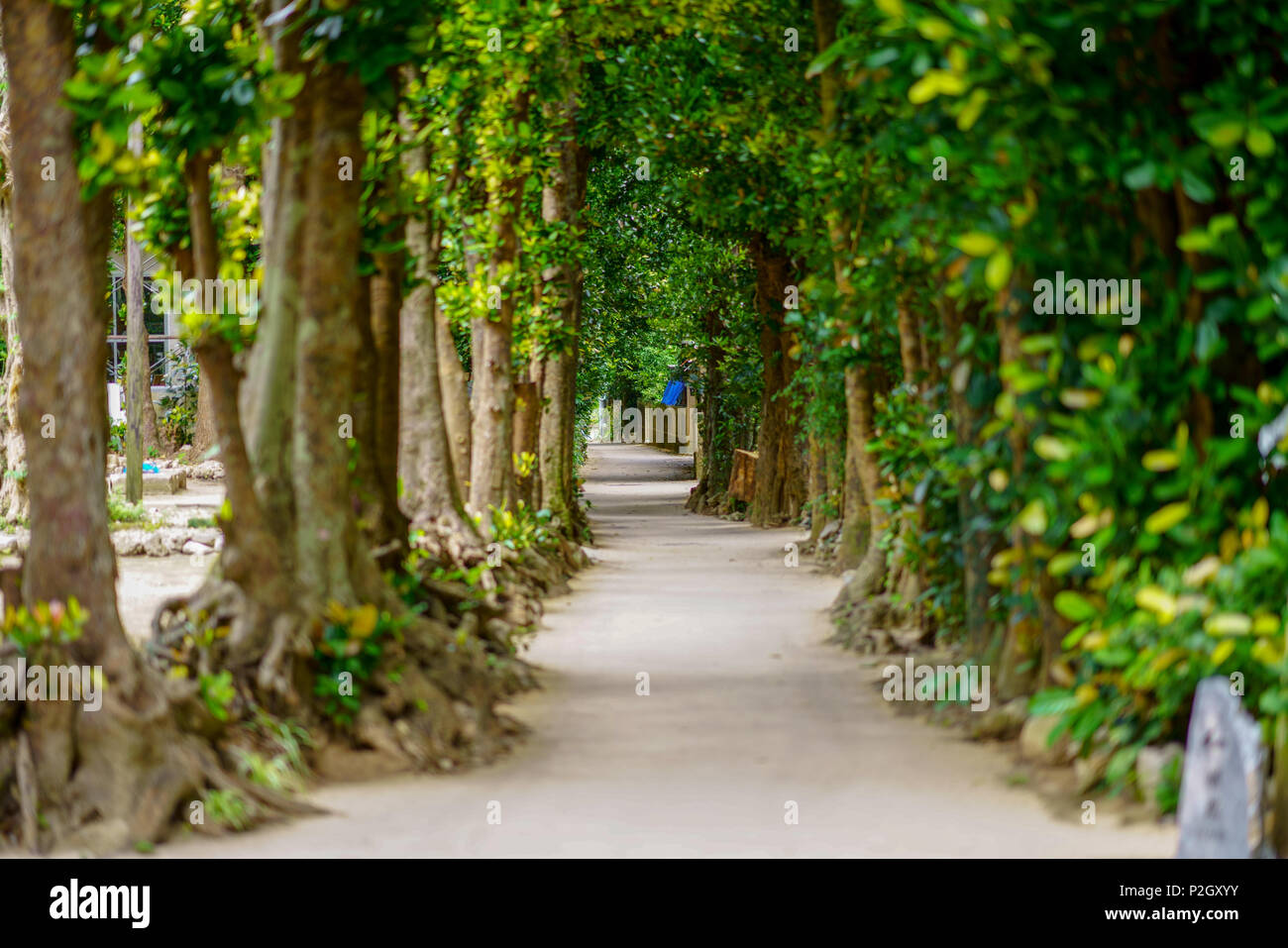 Garcinia trees hi-res stock photography and images - Alamy