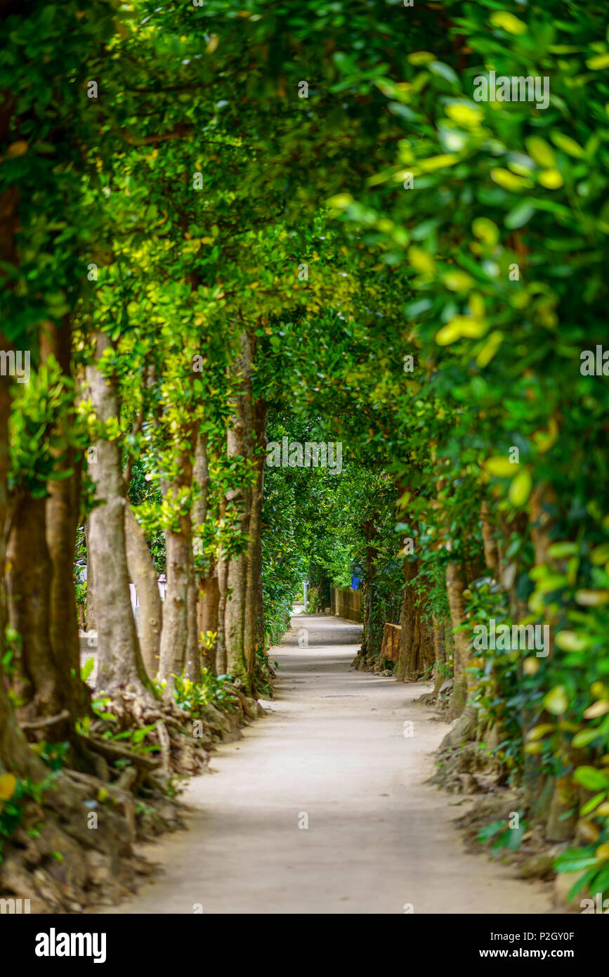 Garcinia trees hi-res stock photography and images - Alamy