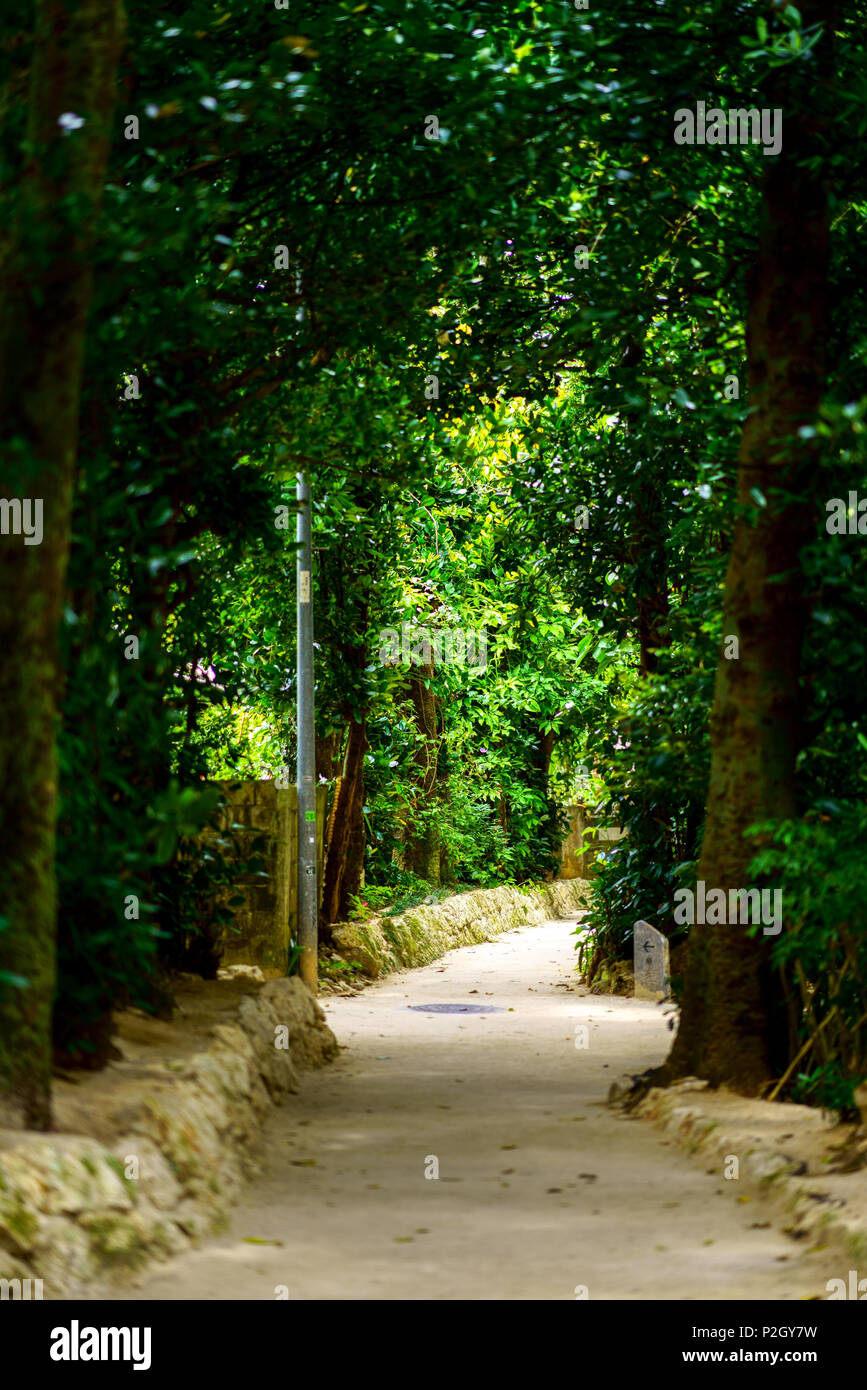 Garcinia trees hi-res stock photography and images - Alamy