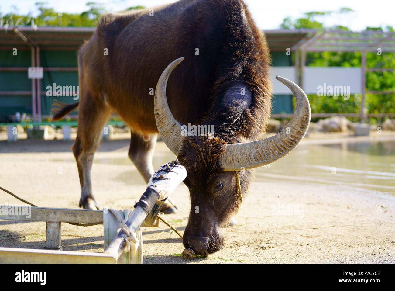 Water buffalo, Iriomote Island, Okinawa Prefecture, Japan Stock Photo ...