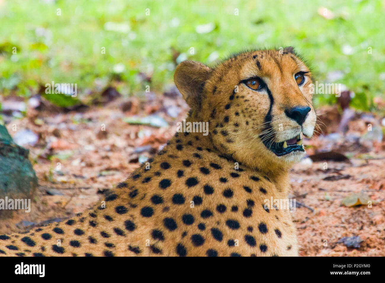 Cheetah lying down hi-res stock photography and images - Alamy