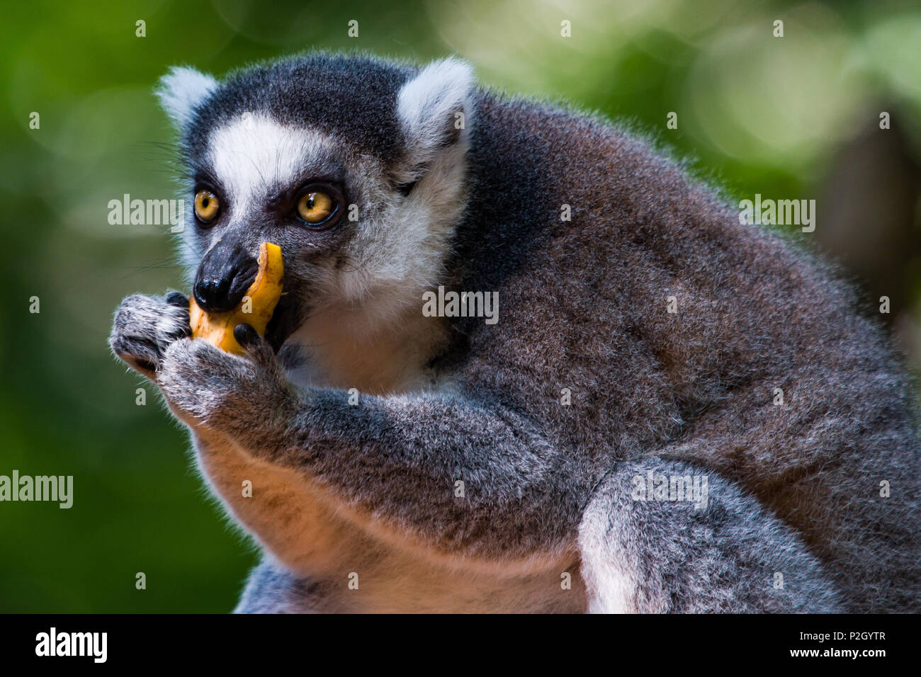 Close up of a ring tail Lemur eating fruit with both hands Stock Photo ...