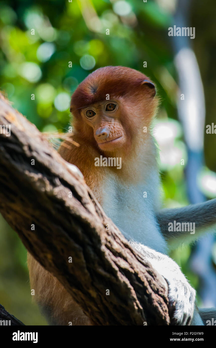 Female proboscis monkey hi-res stock photography and images - Alamy