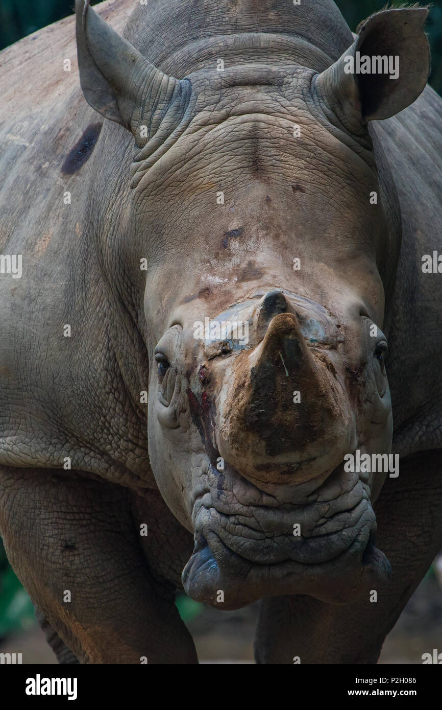 Close up of a young white rhino making eye contact Stock Photo - Alamy
