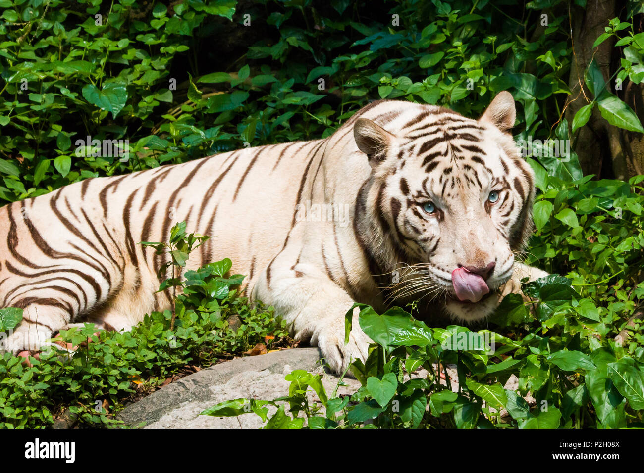 A hungry white tiger licking its lips in hunger Stock Photo - Alamy