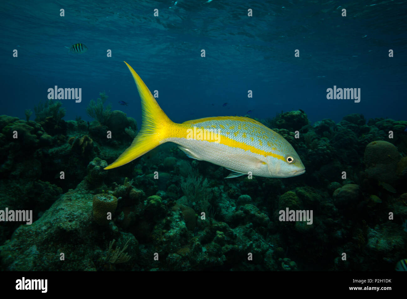Beautiful fusilier hi-res stock photography and images - Alamy