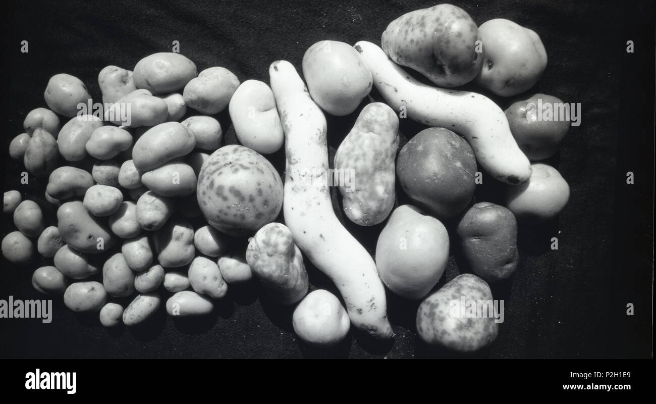A batch of potatoes and yams. Negative film Stock Photo - Alamy