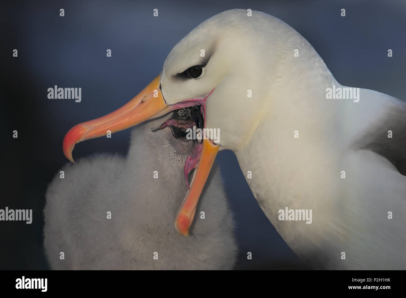 Albatros thalassarche melanophrys hi-res stock photography and images ...