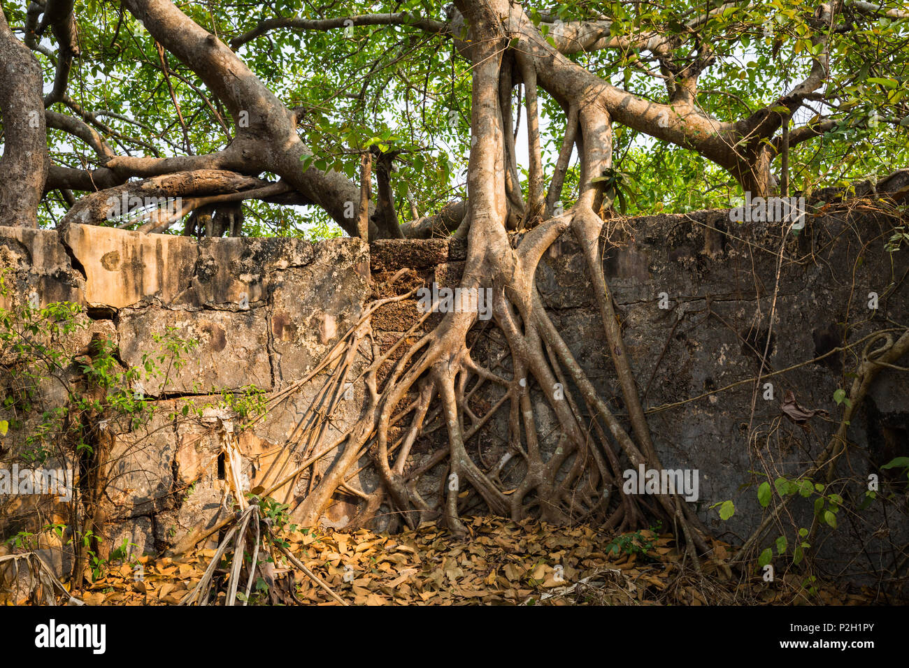 Redi fort in north GOA Stock Photo - Alamy