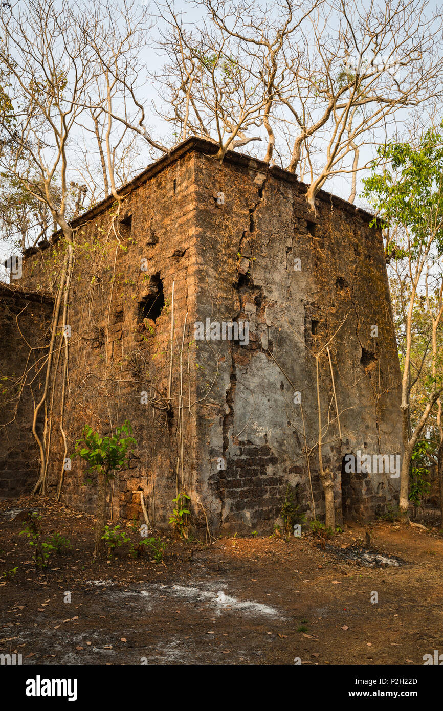 Banyan tree north india hi-res stock photography and images - Alamy