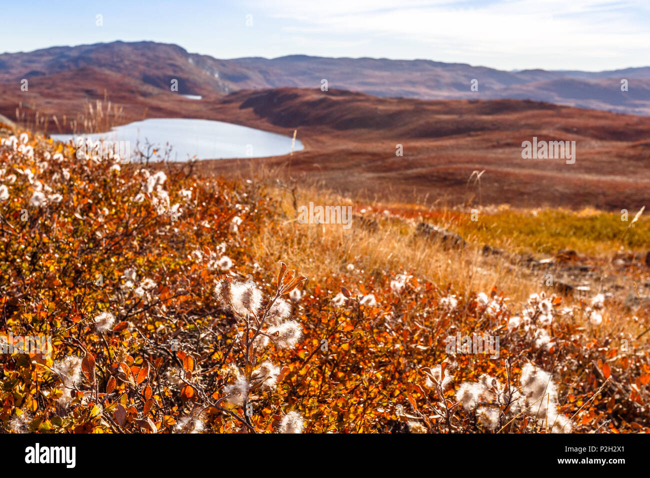 Autumn greenlandic orange tundra landscape with lakes and mountains in ...