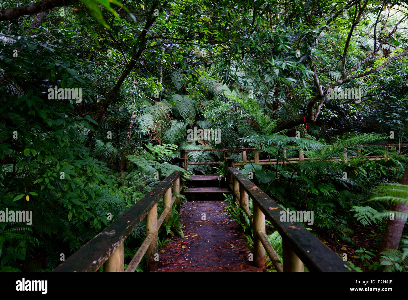 Road in Jungle Stock Photo - Alamy