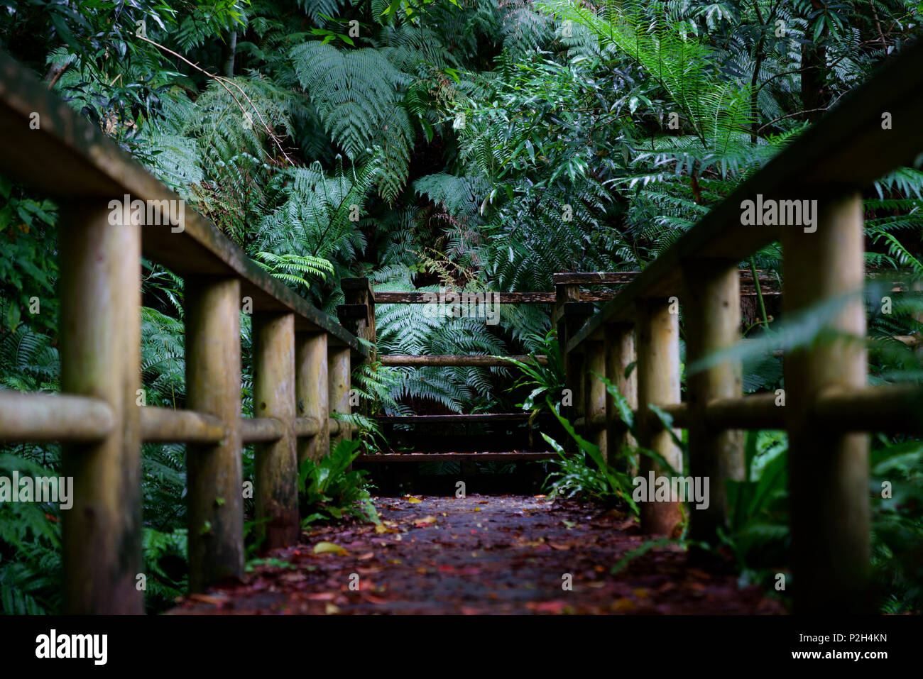 Road in Jungle Stock Photo - Alamy