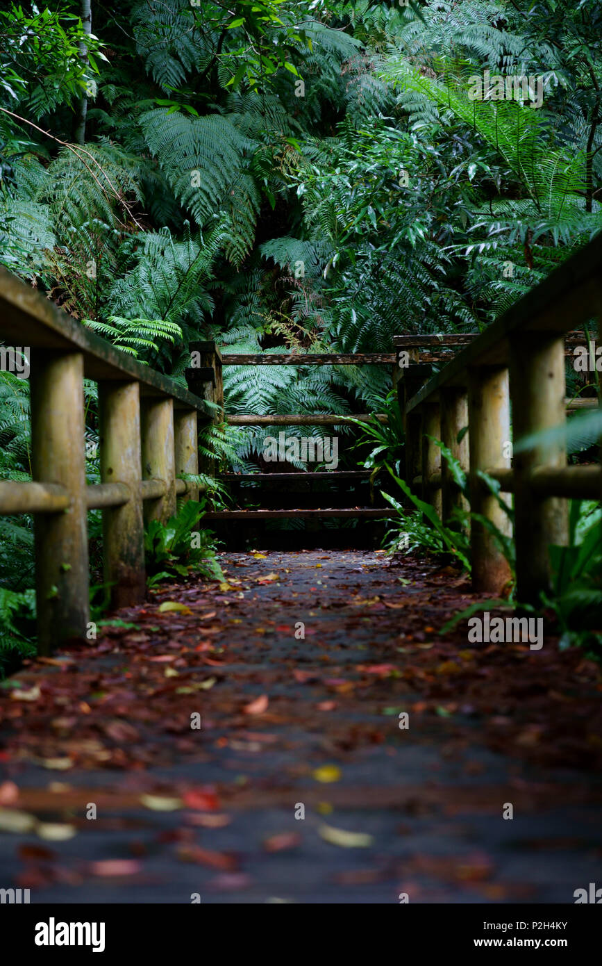 Road in Jungle Stock Photo - Alamy