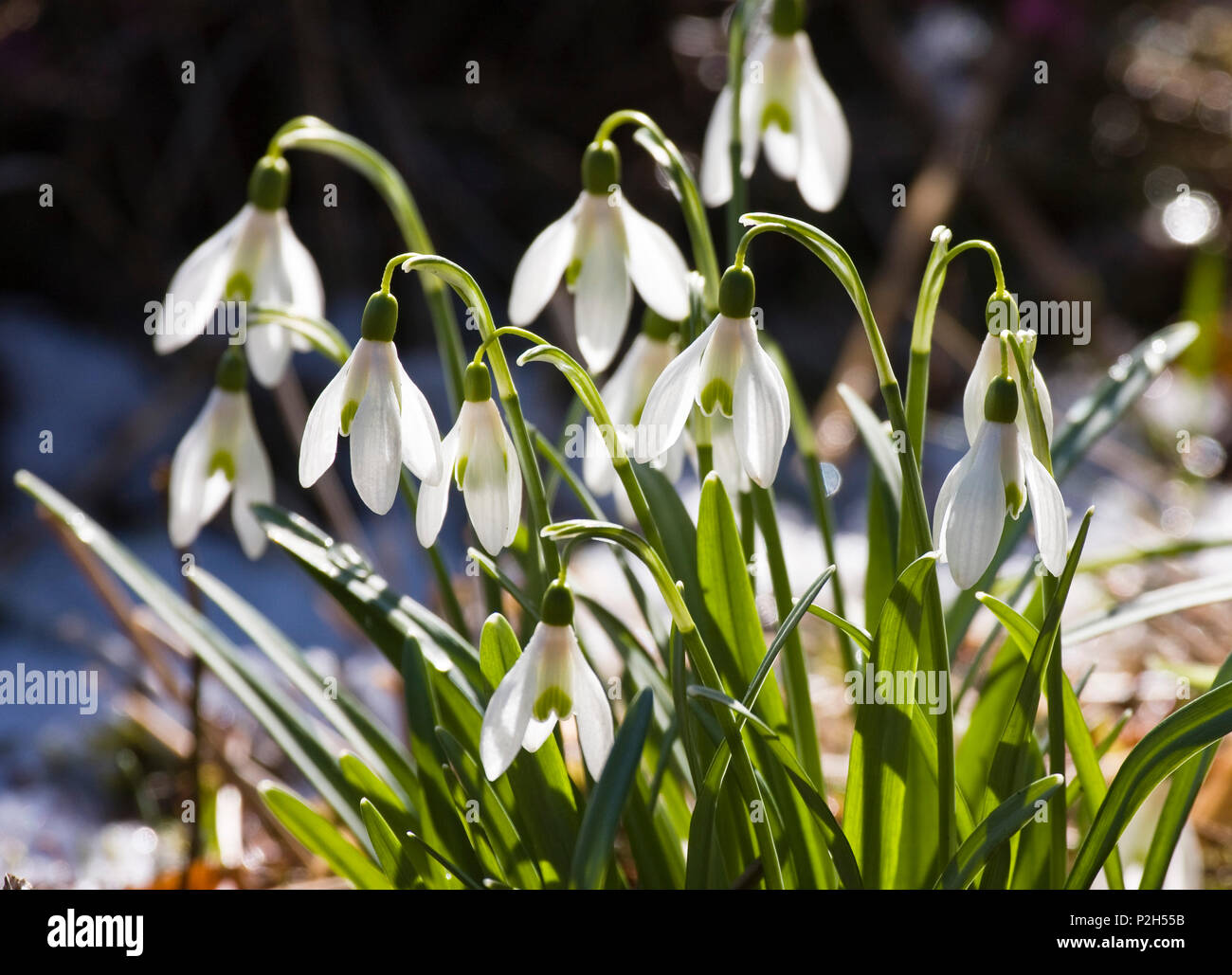 Galanthus plants hi-res stock photography and images - Alamy