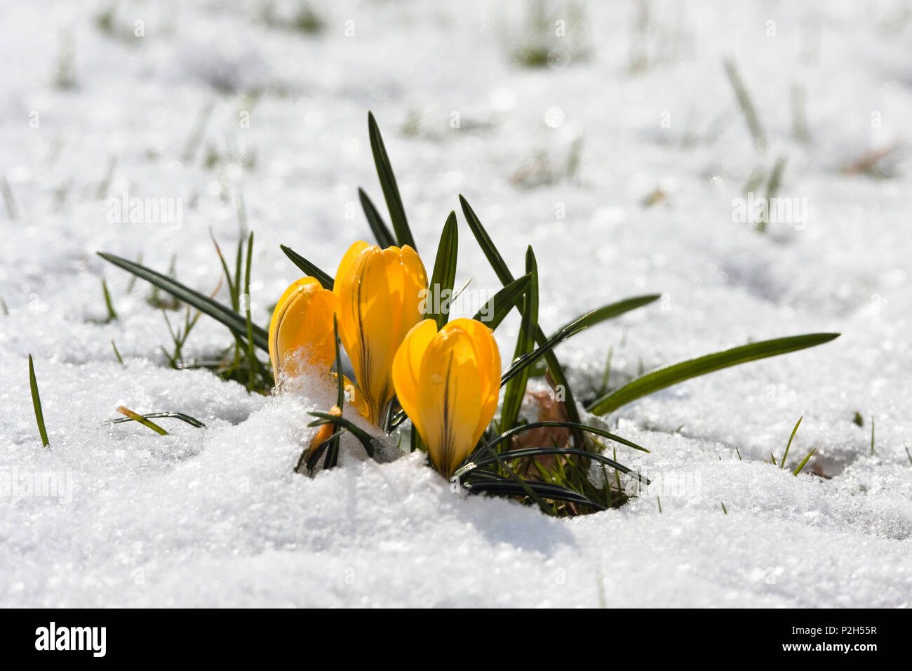 Crocus snow hi-res stock photography and images - Alamy