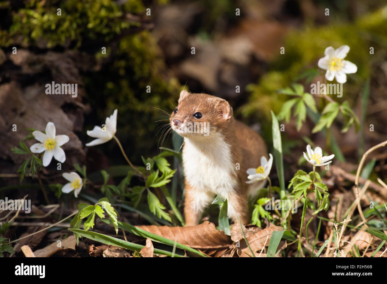 Upright or sprawling hi-res stock photography and images - Alamy