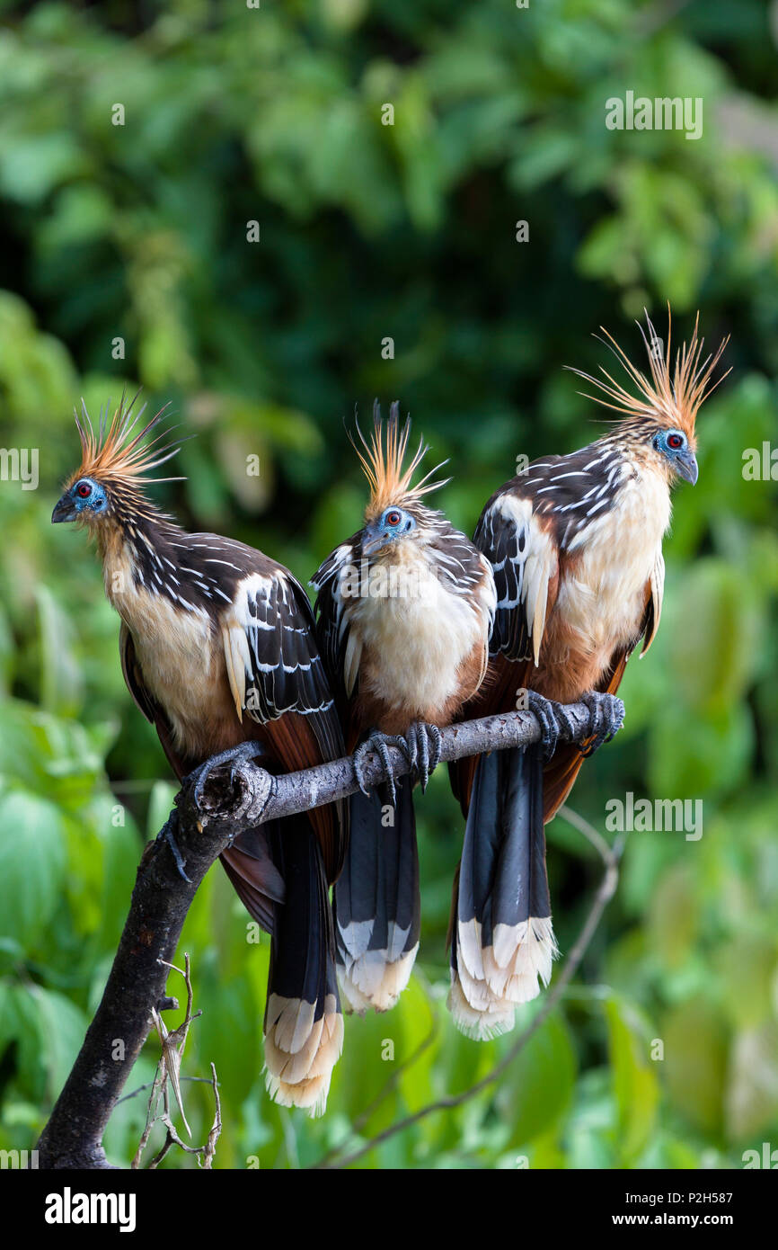 Opisthocomus hoazin bird amazon peru hi-res stock photography and ...