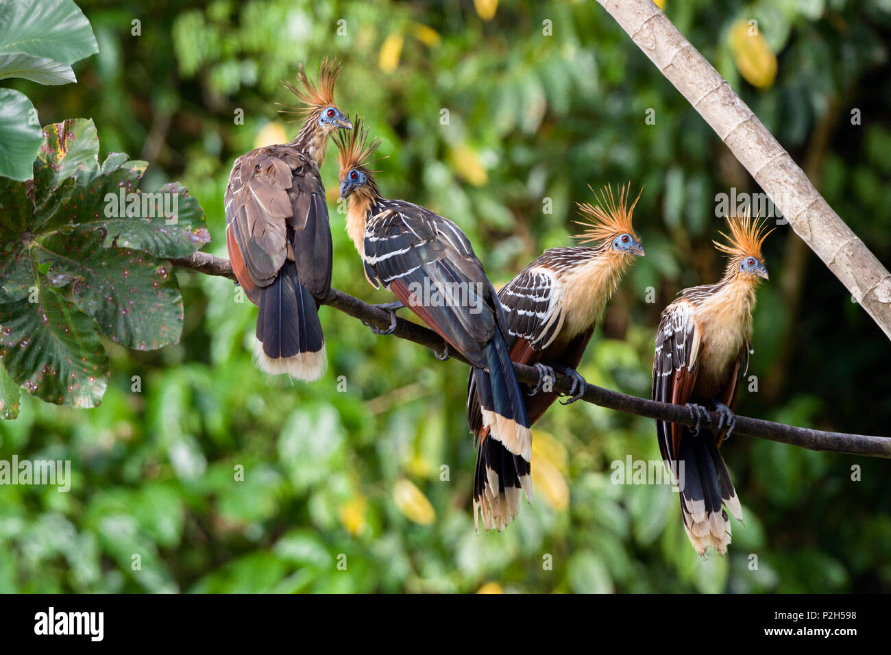 Hoazins in rainforest, Opisthocomus hoazin, Tambopata Reserve, Peru ...