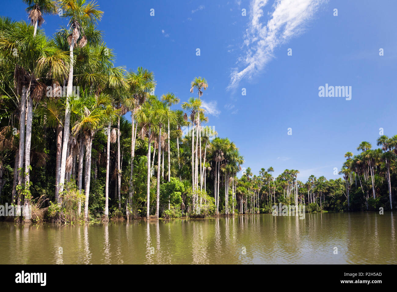 Mauriti Palm Trees, Buriti, Moriche Palms, at Sandoval Lake, Mauritia ...