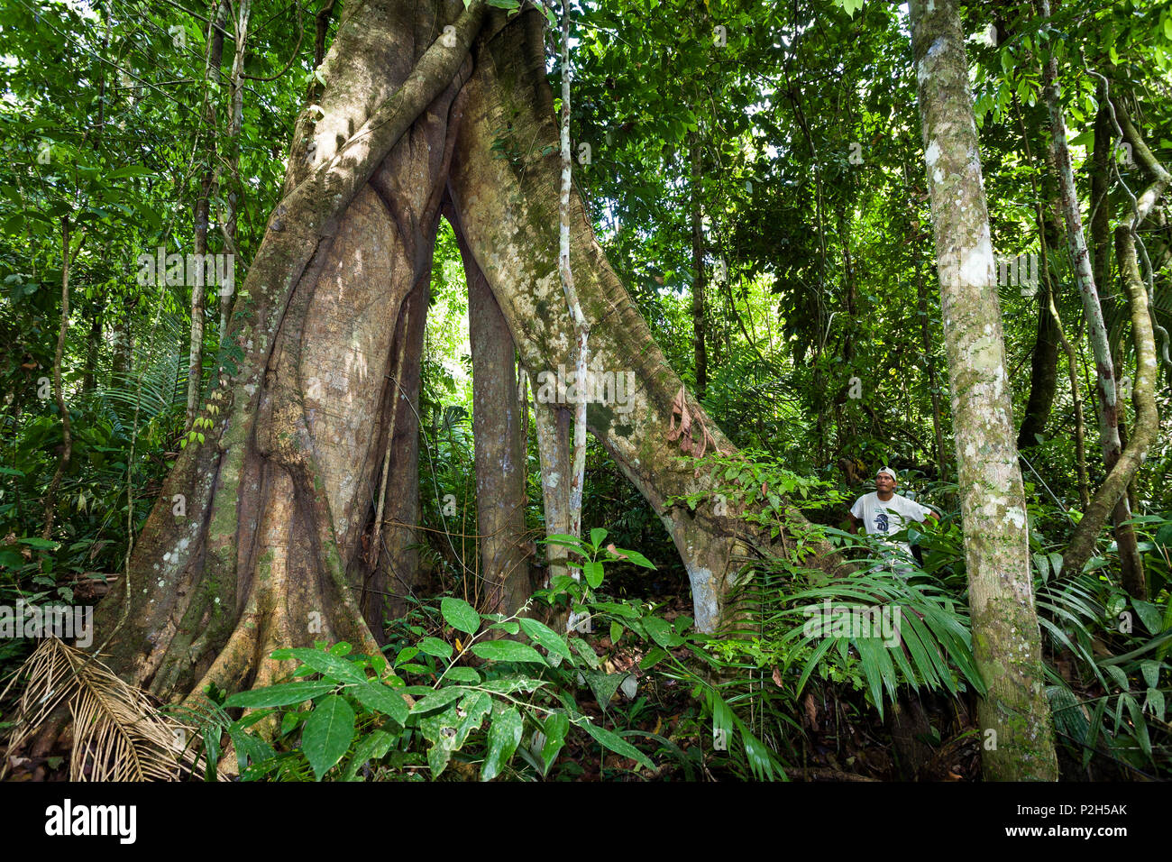 Giant tree with buttress roots in the rainforest at Tambopata river ...