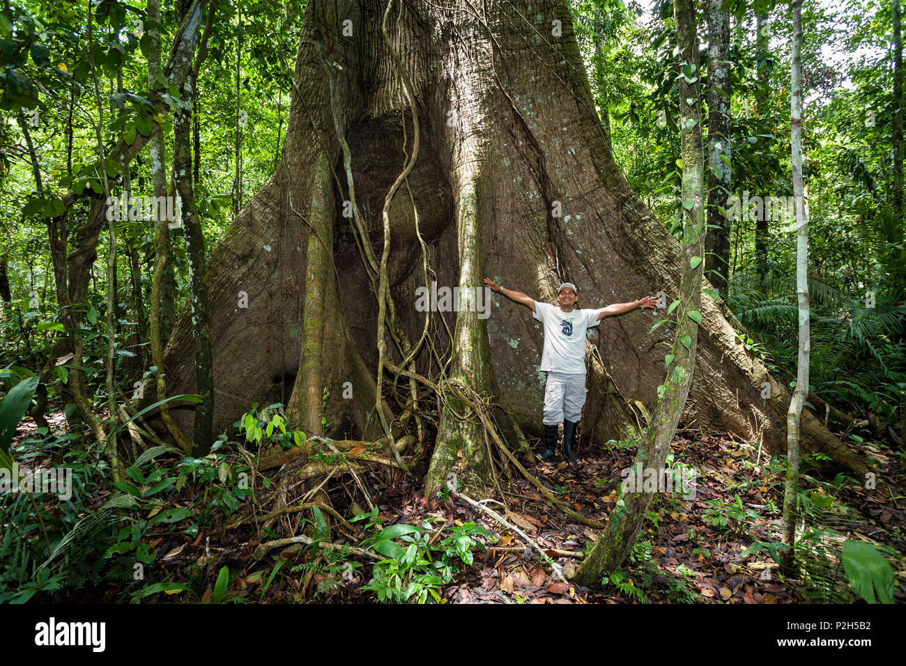 Giant tree with buttress roots in the rainforest at Tambopata river ...