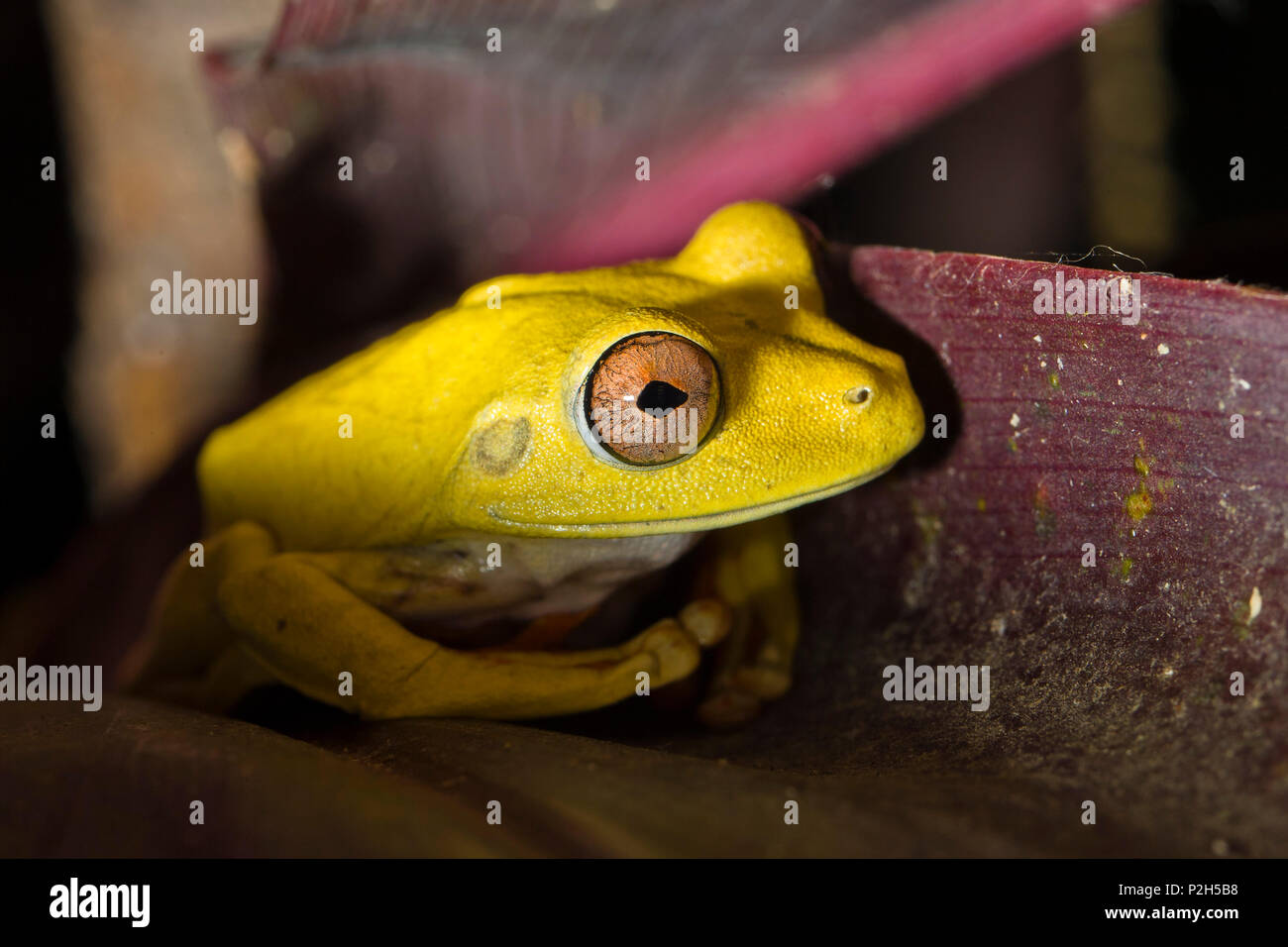 Yellow frog in Rainforest at Tambopata river, Tambopata National ...