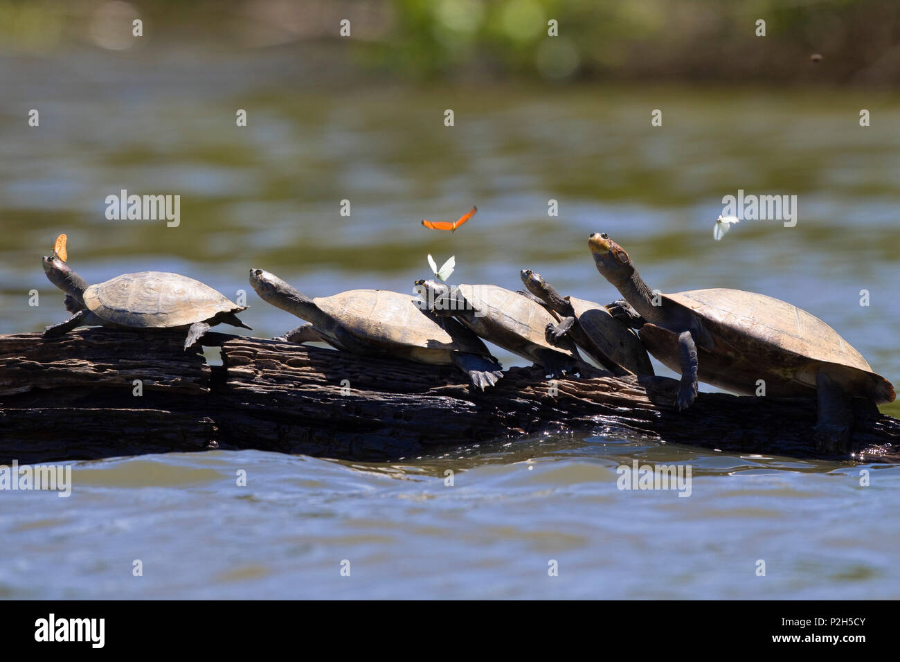 Amazon River Turtles, Podocnemis unifilis, Tambopata National Reserve ...