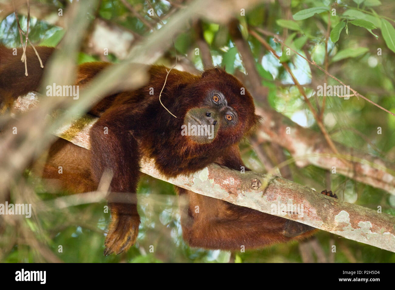 Red howler hi-res stock photography and images - Alamy