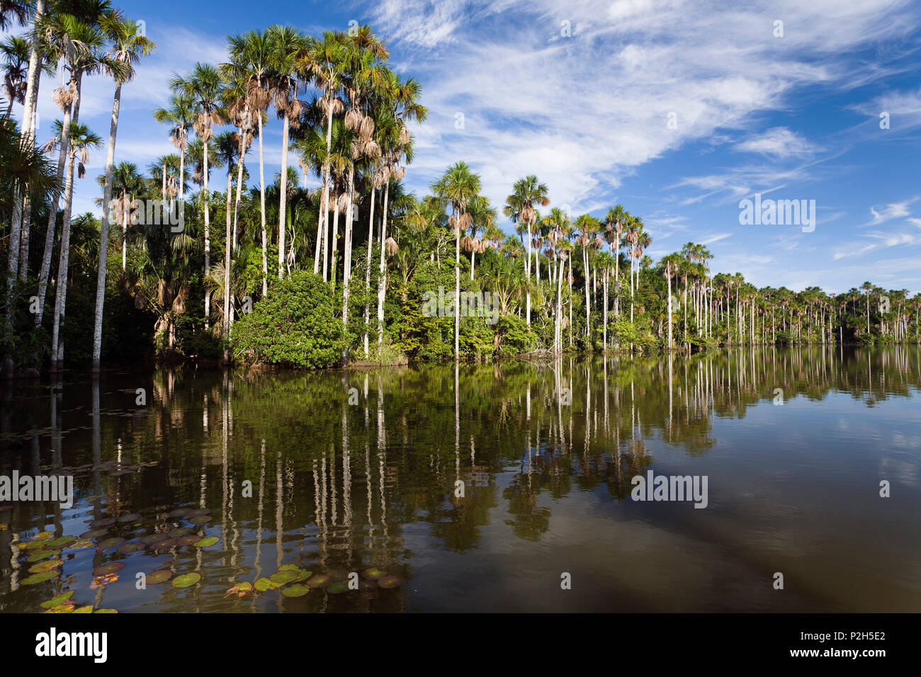 Mauriti Palm Trees, Buriti, Moriche Palms, at Sandoval Lake, Mauritia ...