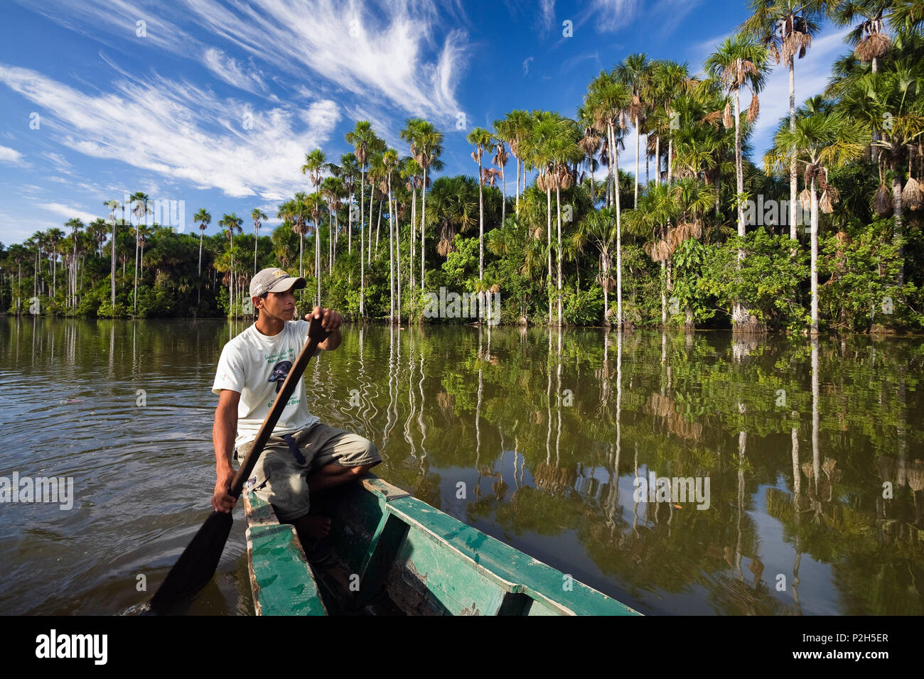 Rainforest at Sandoval Lake, Mauriti Palms, Tambopata National Reserve ...