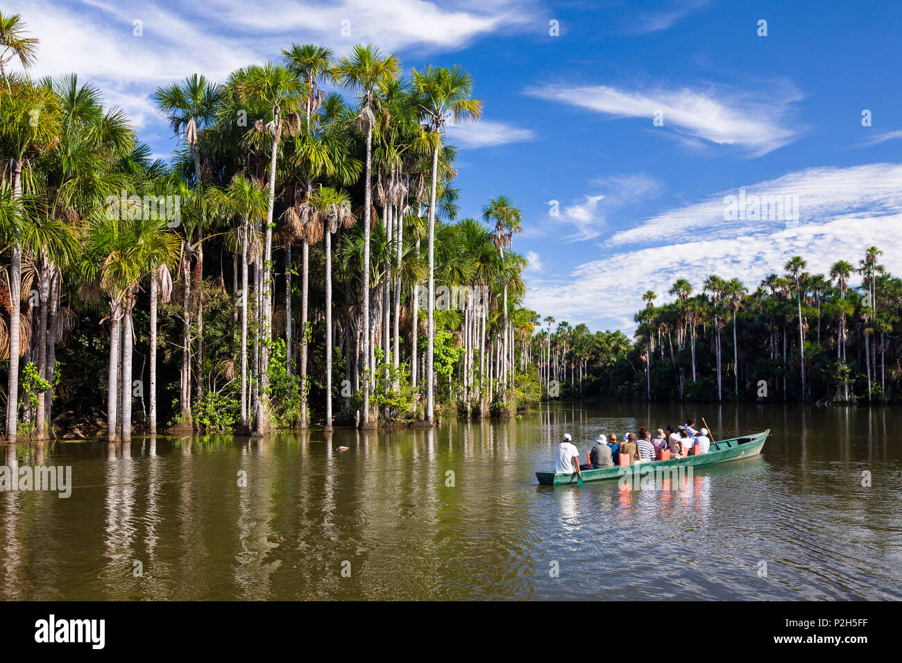 Tourist boat and Mauriti Palm Trees, Buriti, Moriche Palms, at Sandoval ...