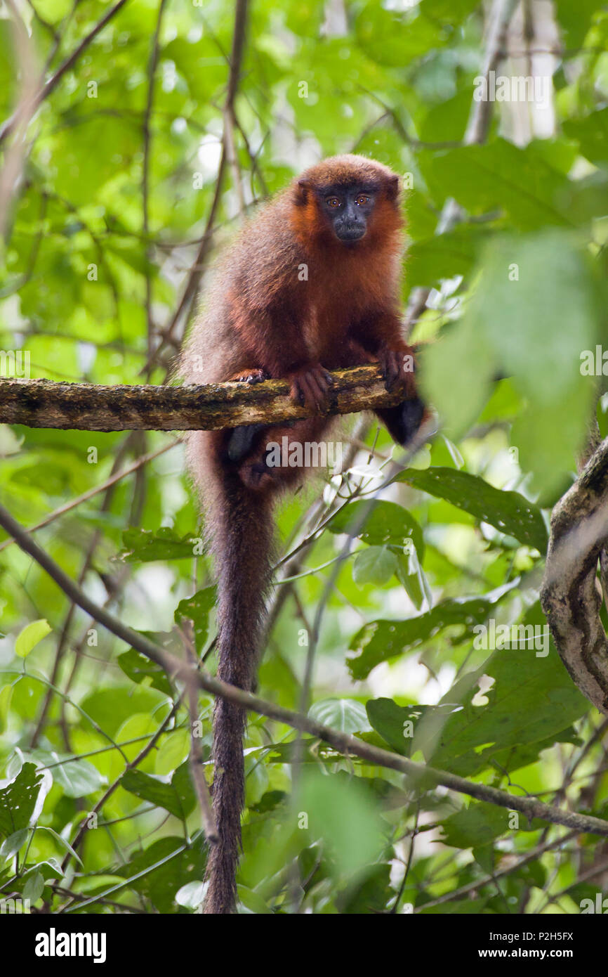 Coppery Titi Monkey in rainforest, Callicebus cupreus, Tambopata ...