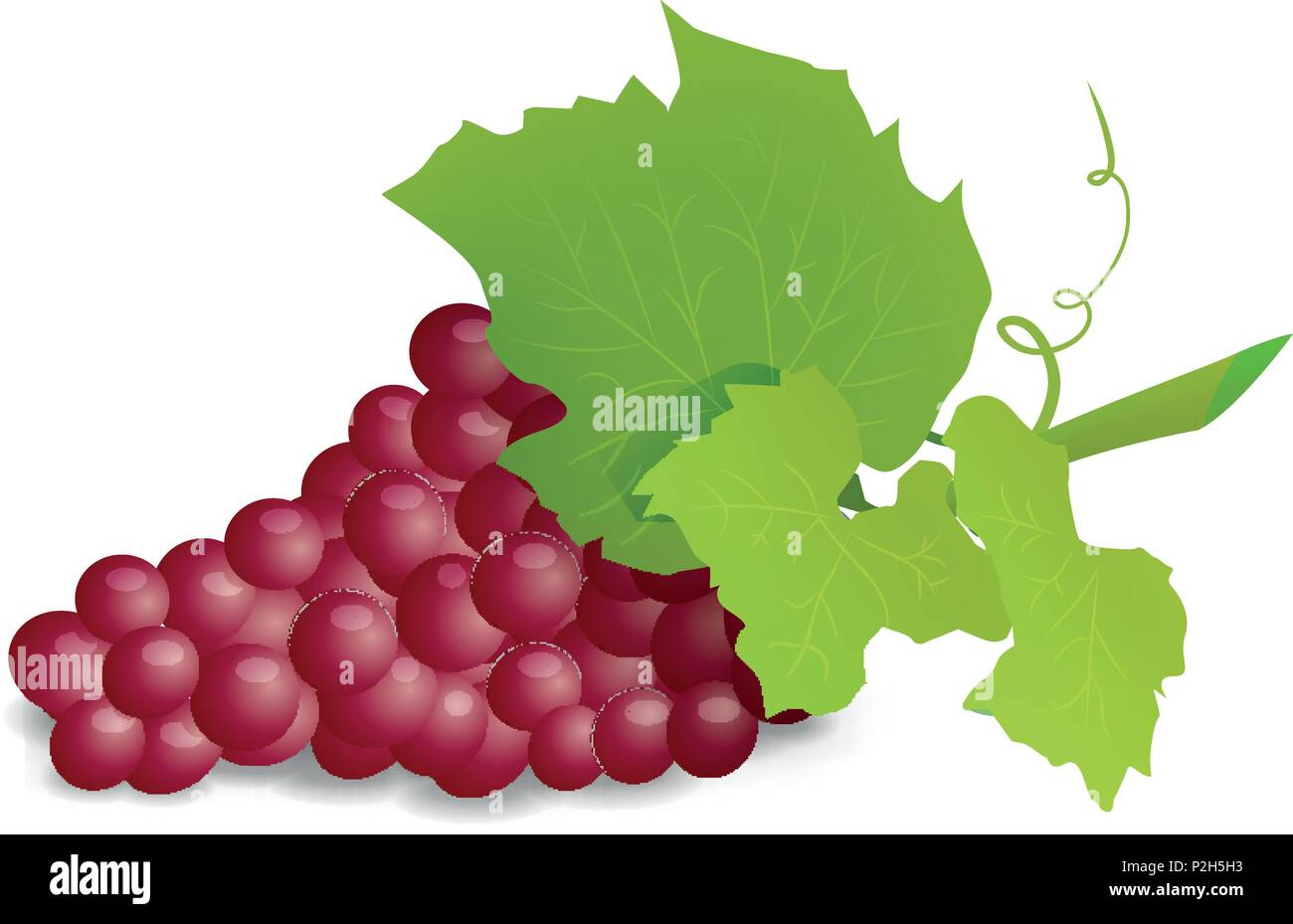 Red grapes illustration hi-res stock photography and images - Alamy