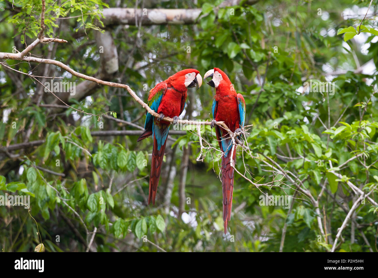 Red-and-green Macaws in rainforest, Ara chloroptera, Tambopata National Reserve, Peru, South ...