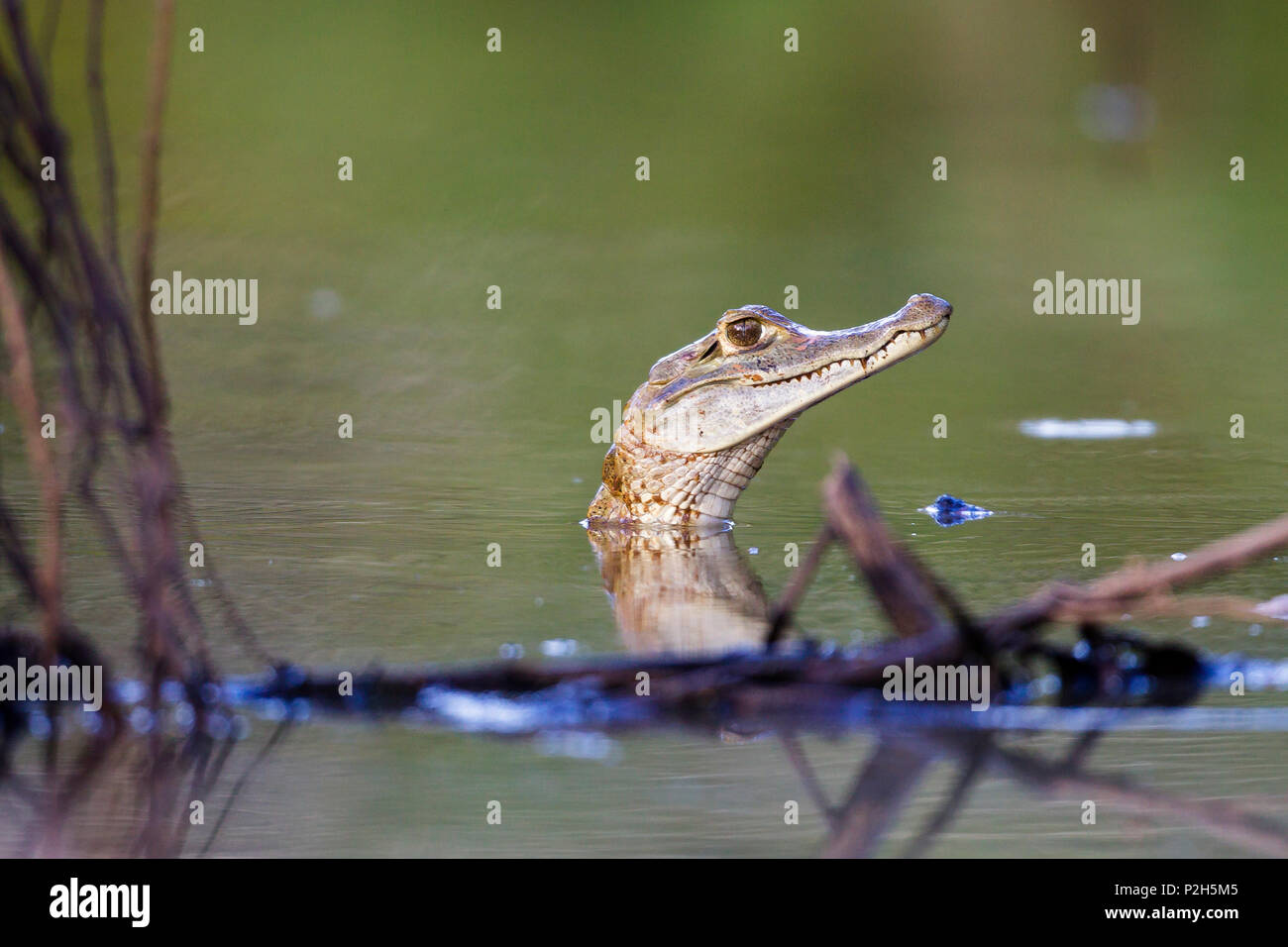Caiman hi-res stock photography and images - Alamy