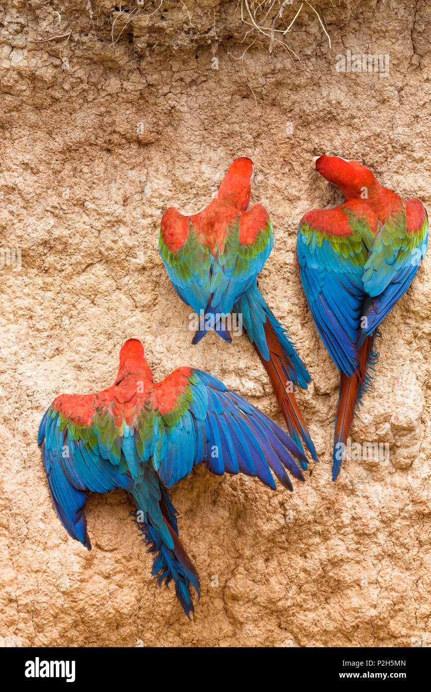 Red-and-green Macaws at claylick in rainforest, Ara chloroptera, Tambopata National Reserve ...