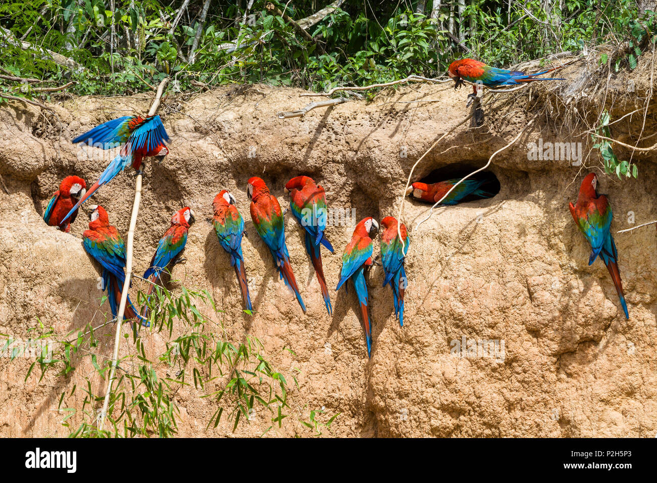 Red-and-green Macaws at saltlick, Ara chloroptera, Tambopata National Reserve, Peru, South ...