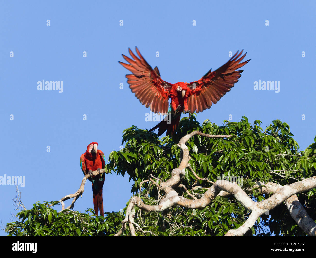 Parrots rainforest hi-res stock photography and images - Alamy