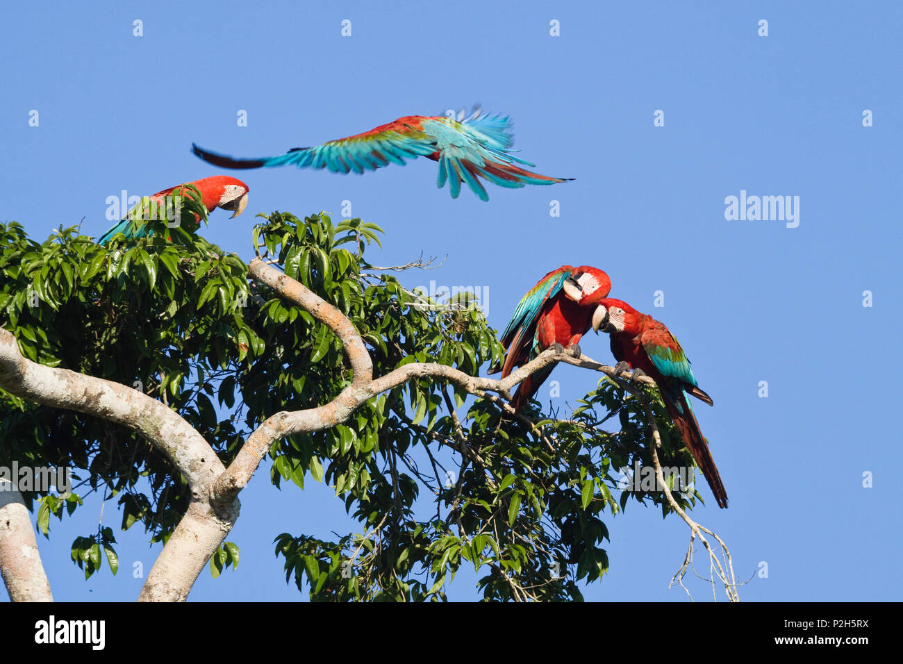 Red-and-green Macaws in rainforest, Ara chloroptera, Tambopata National Reserve, Peru, South ...