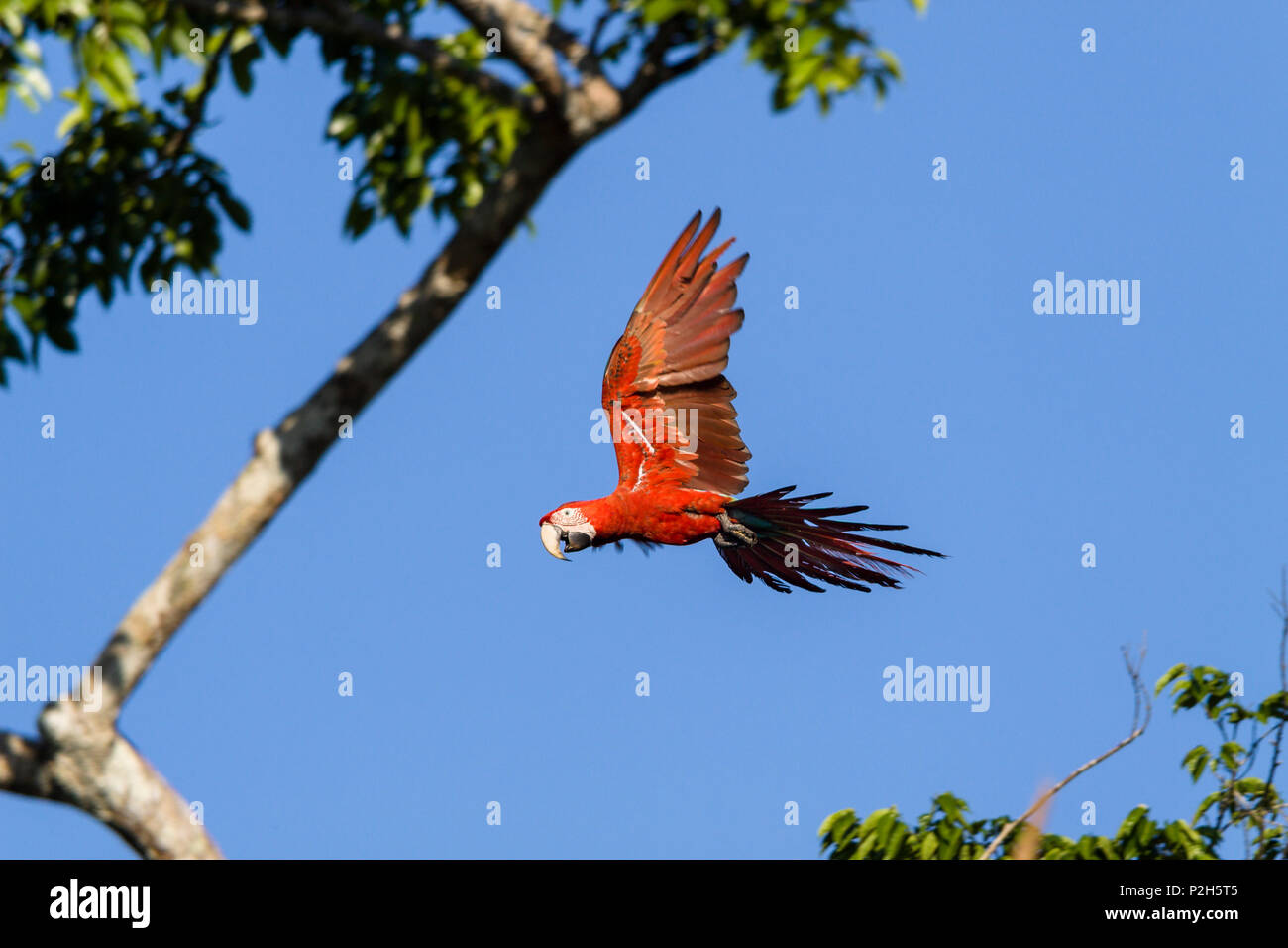 Red-and-green Macaws in rainforest, Ara chloroptera, Tambopata National Reserve, Peru, South ...