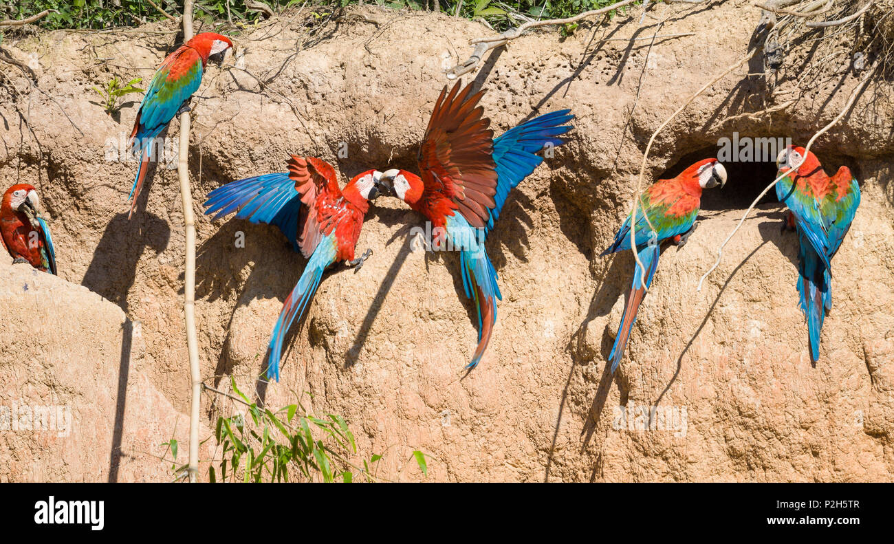 Red-and-green Macaws at saltlick, Ara chloroptera, Tambopata National Reserve, Peru, South ...