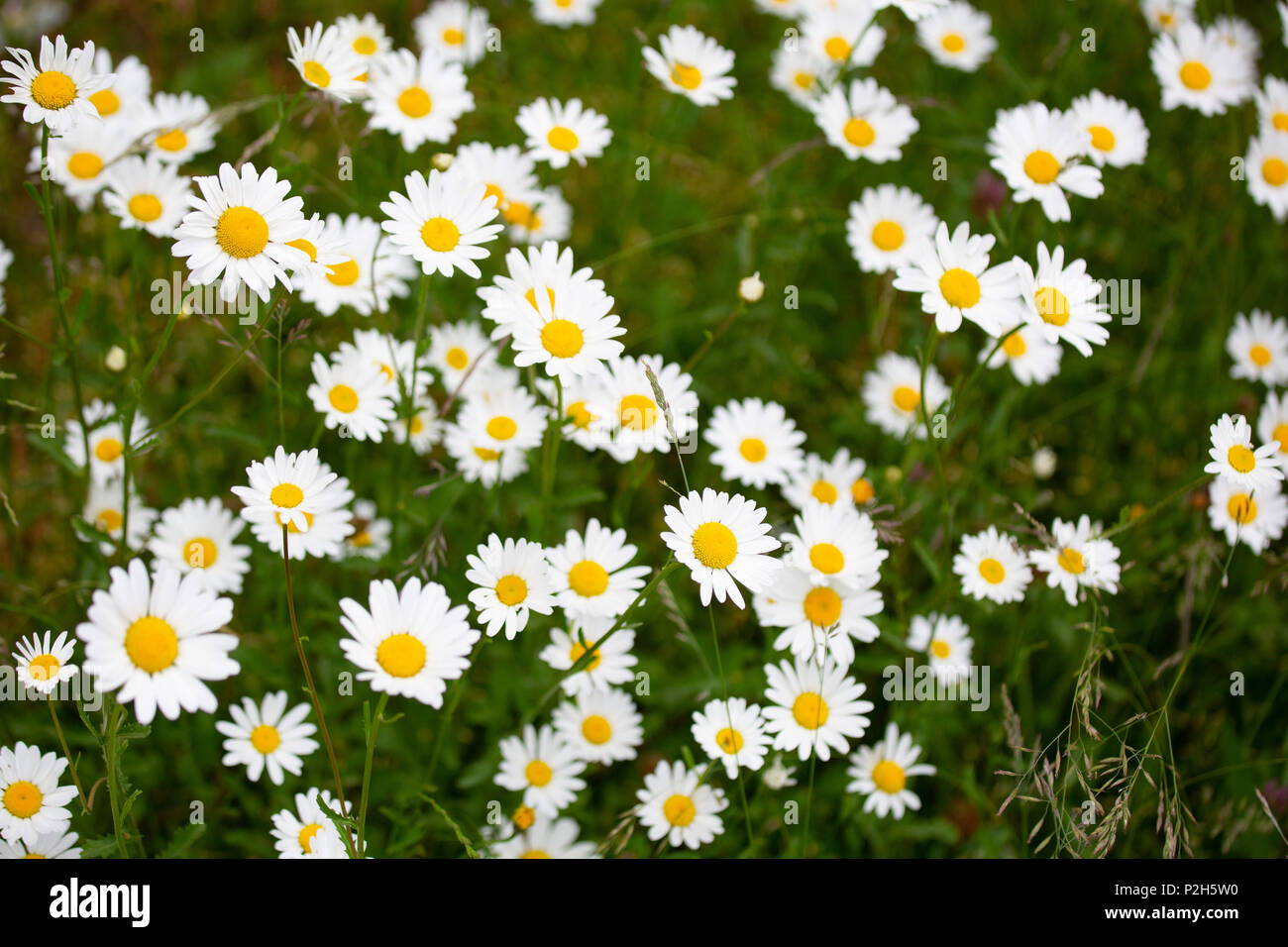 Leucanthemum vulgare, the ox-eye daisy, or oxeye daisy, is a widespread ...