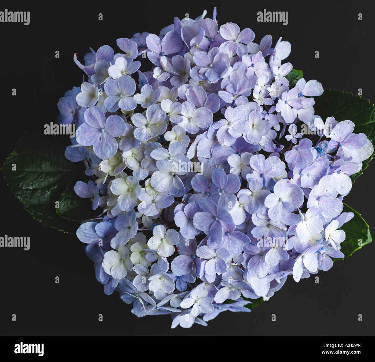 hydrangea Flower Purple In black background Stock Photo - Alamy