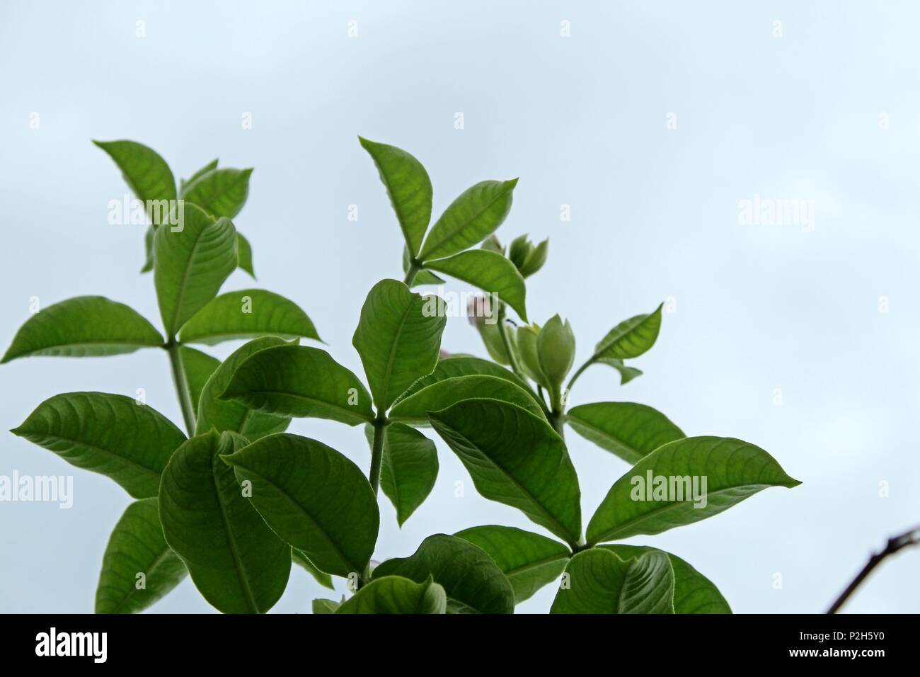 Allamanda flower hi-res stock photography and images - Alamy