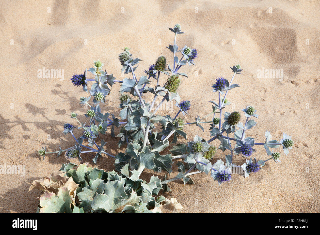 Beach Thistle, Eryngium maritimum, Algarve, Portugal, Europe Stock ...