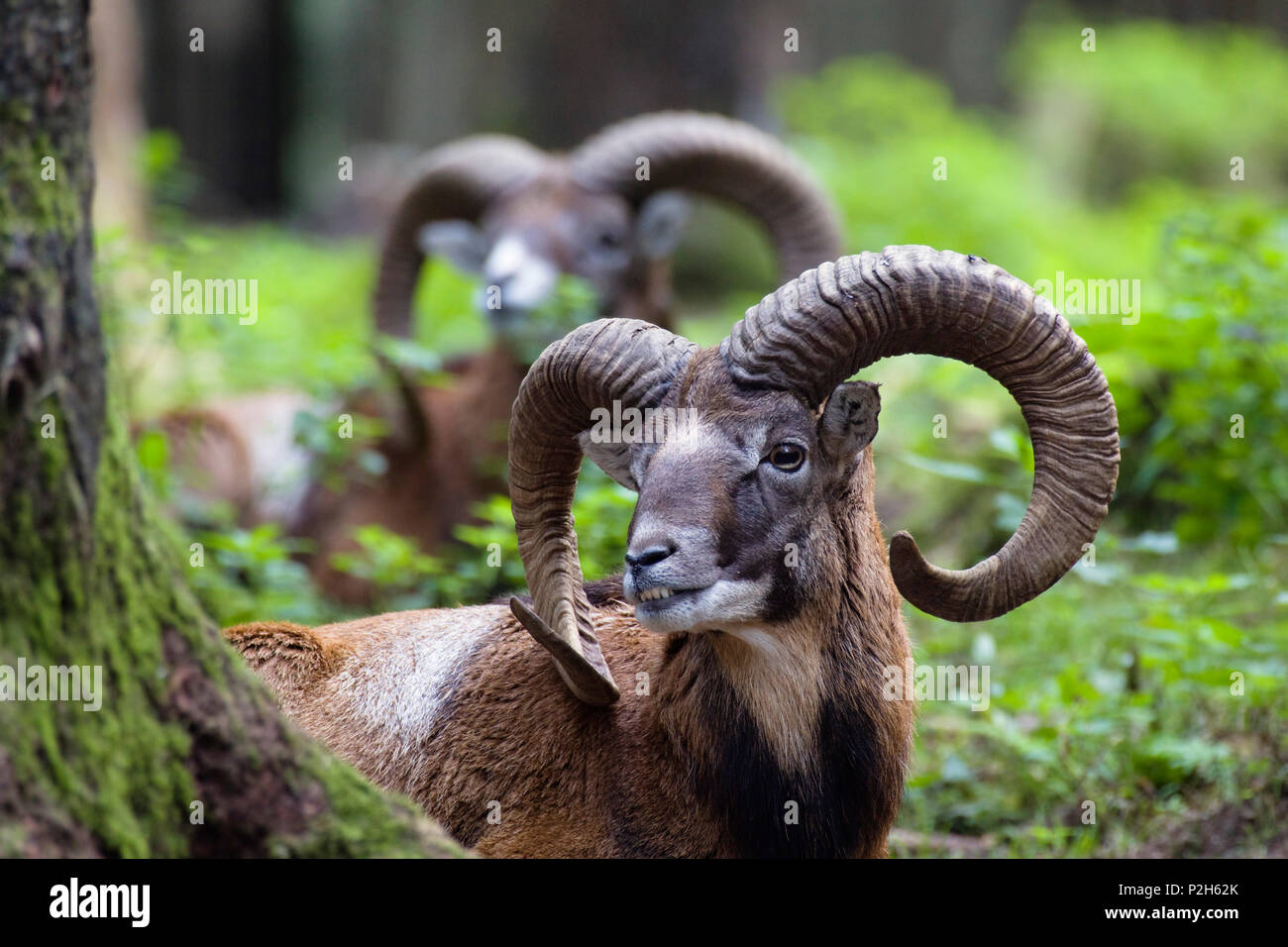 Mouflons, Argali, Ovis ammon, Bavaria, Germany, captive Stock Photo - Alamy