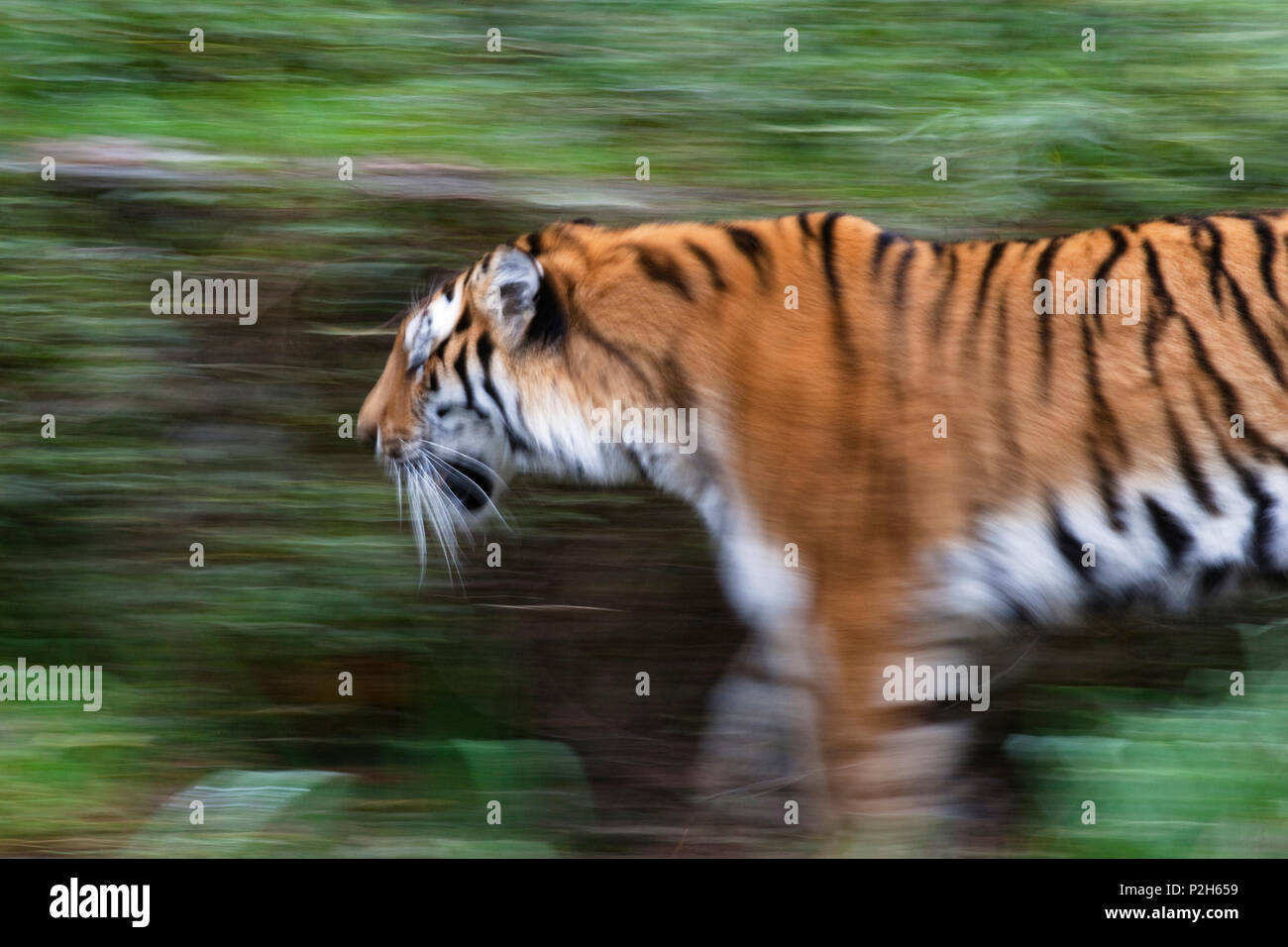 Tiger running hi-res stock photography and images - Alamy